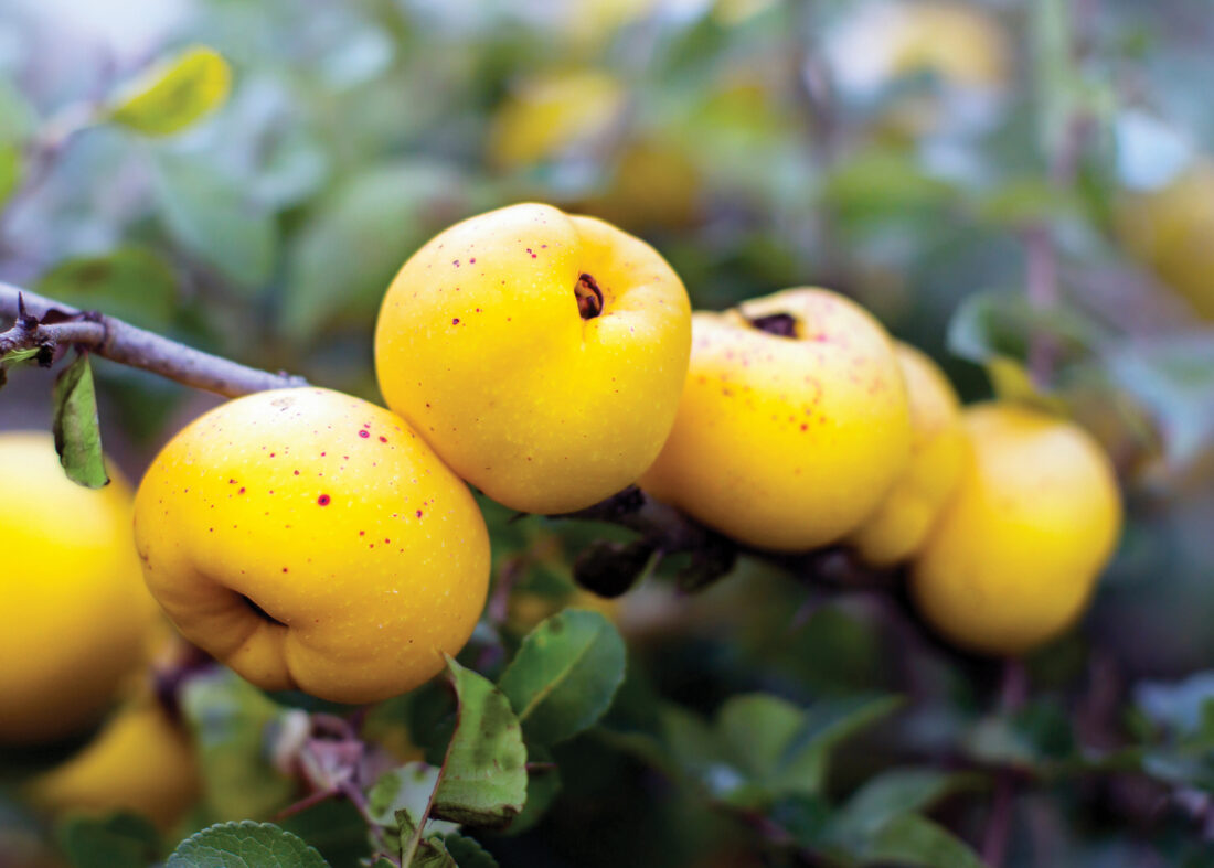 Flowering Quince Varieties for Food and Flowers - Grit